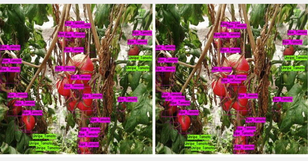 Study on tomato detection model for robotic platform using deep learning