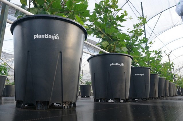 "For short-term cost control, purchasing bags with low cost, compressed ...