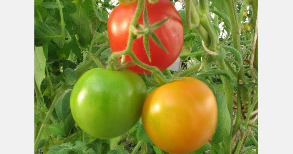 Scientists discover how to alter colour and ripening rates of tomatoes