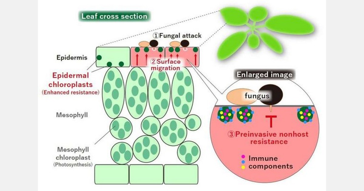 Study on immune function of small chloroplasts in the epidermal cells ...
