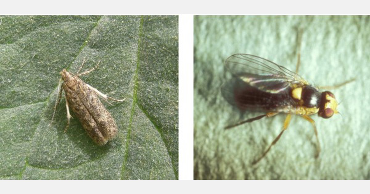 UK: biological features of the leafminers, Tuta absoluta and Liriomyza spp.