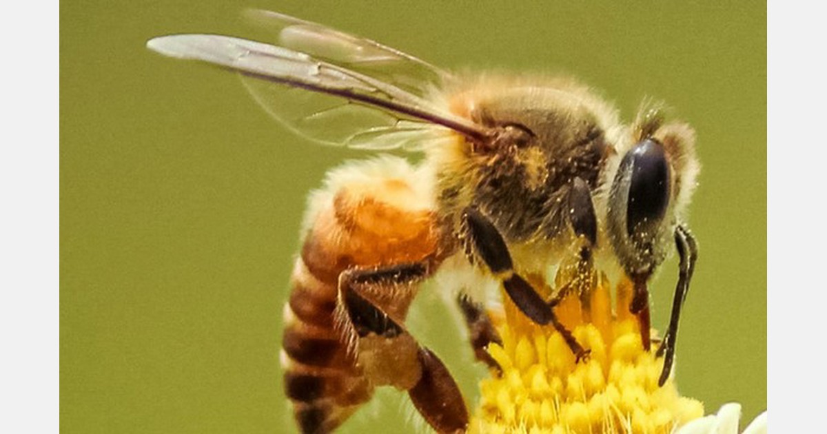 How does light spectra affect insect activity?