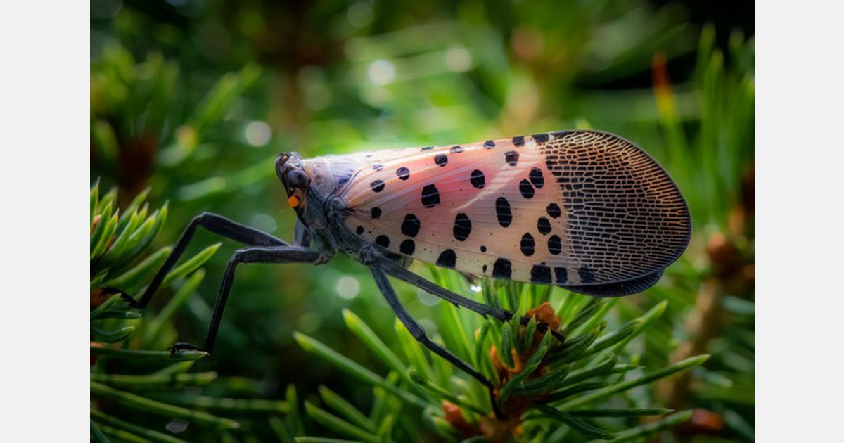 US (PA): LaFarm greenhouse spawns spotted lanternfly mitigation research