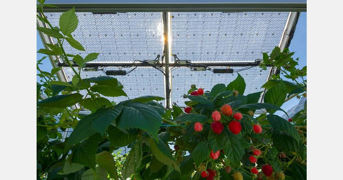 Growing berries under solar modules instead of polytunnels