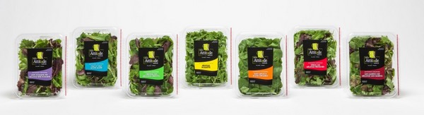 Canadian lettuce grower Vegpro builds first greenhouse