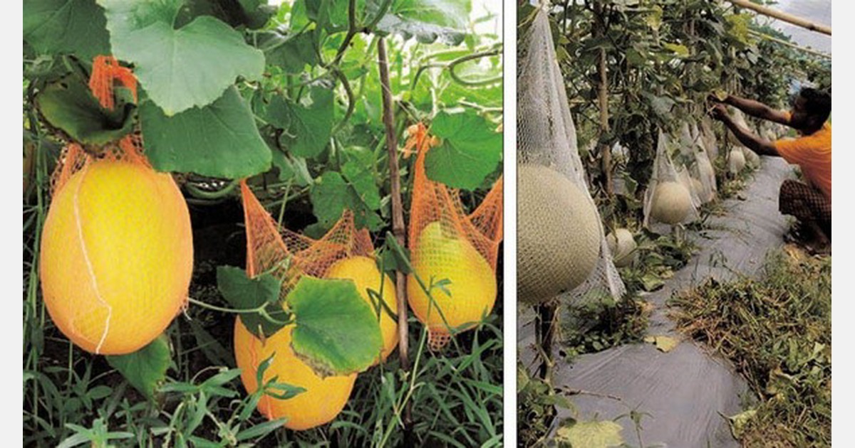 Rockmelon growing successfully in Bangladesh