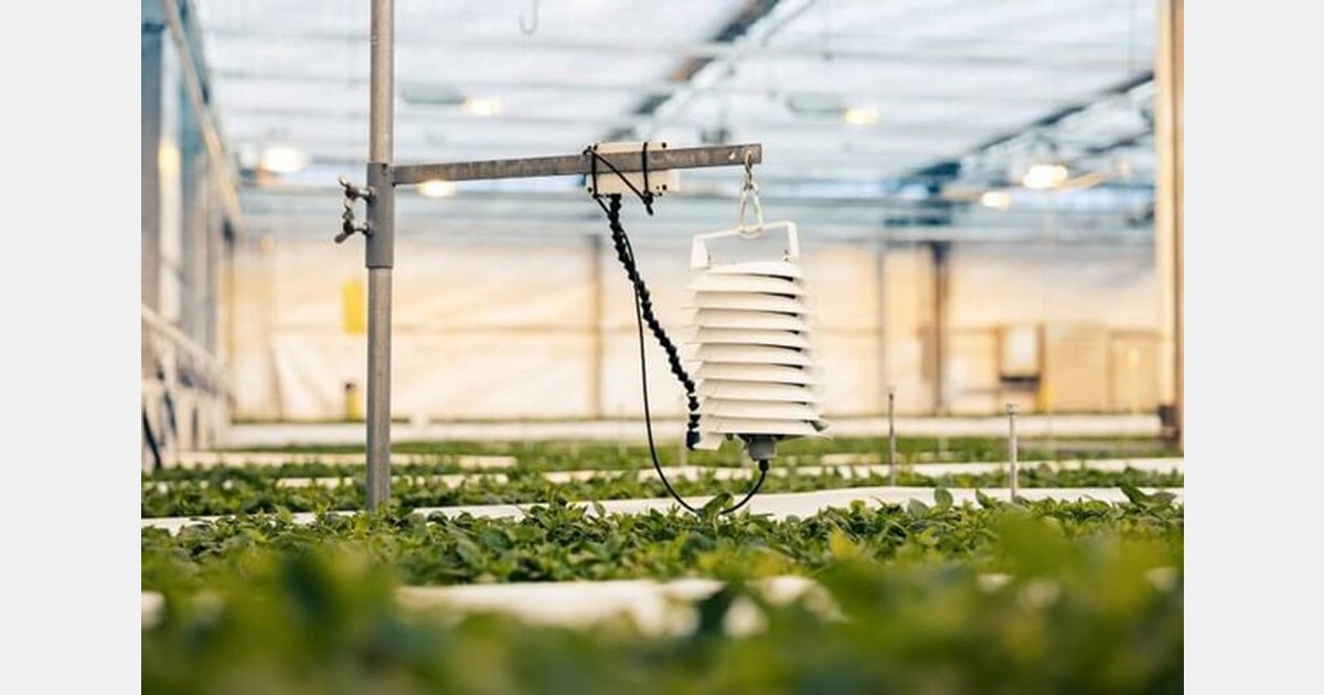 Monitoring Vapor Pressure Deficit: use VPD sensor data for smarter growing
