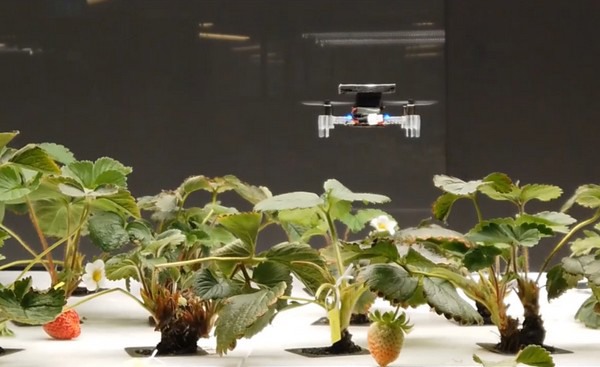 Polybee: There’s a new drone in greenhouses, and it isn’t a bumblebee