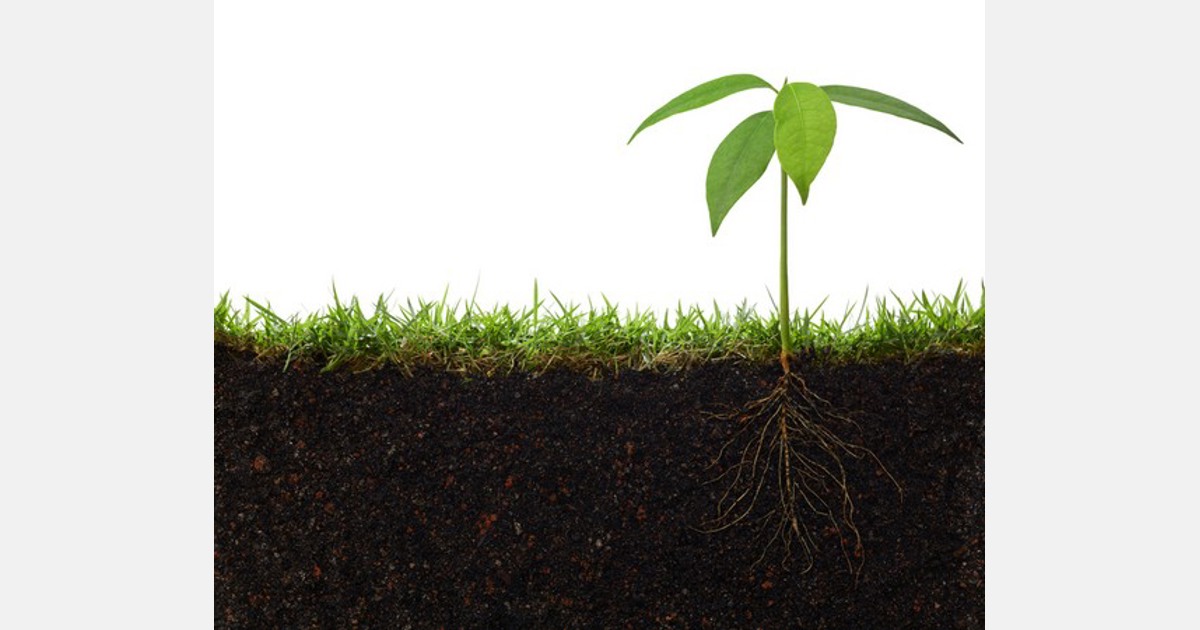 Realistic computer model maps root growth