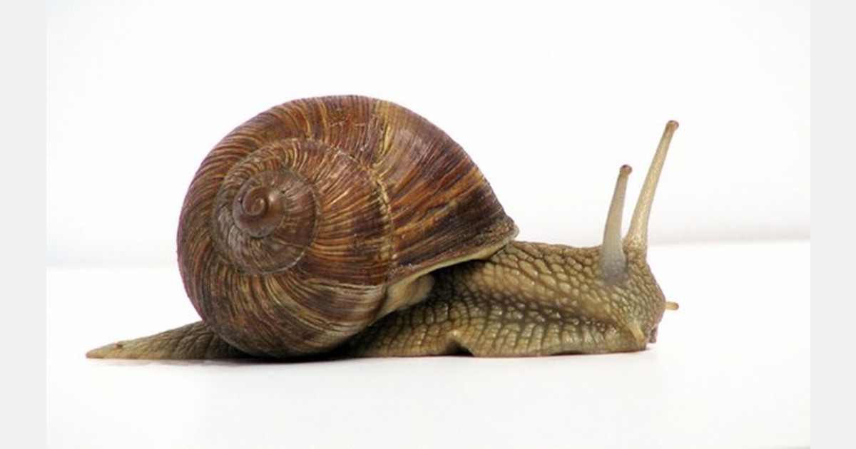 Malta: Giant snail farm proposed in solar greenhouses in Naxxar