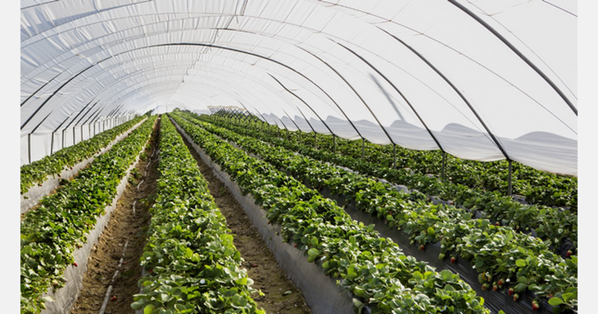 Transplanting strawberries: how to ensure good plant establishment