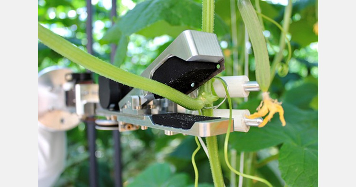 Leaf-cutting robot for high-wire cultivation of cucumbers