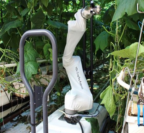 Leaf-cutting robot for high-wire cultivation of cucumbers