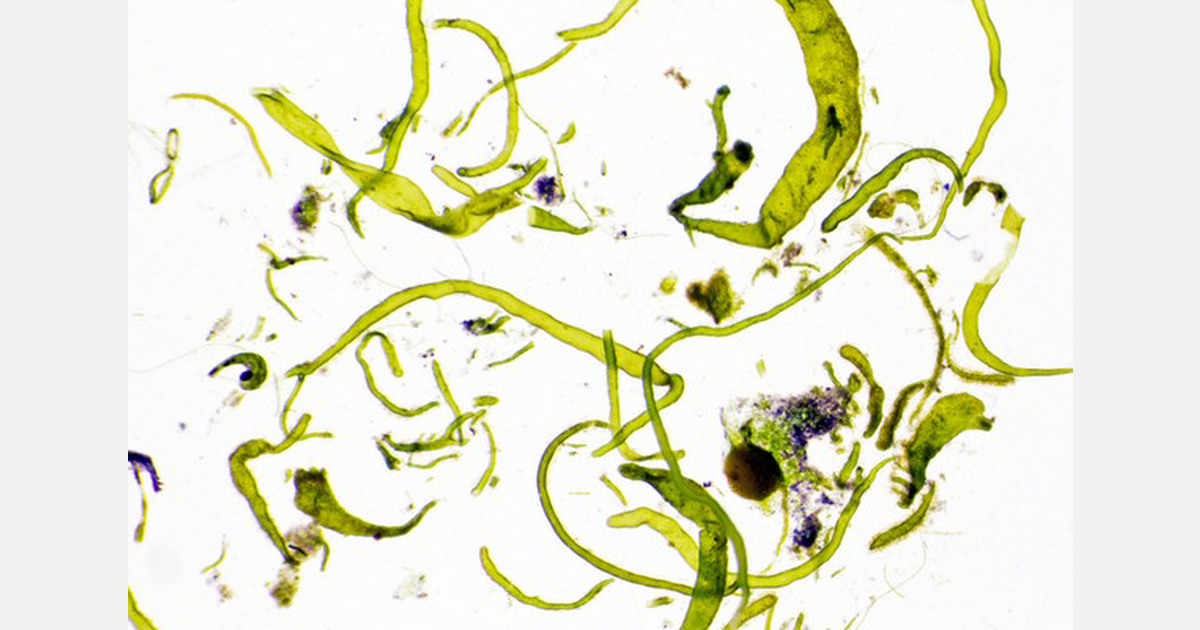 Algae‐based Biostimulants Increase Yield And Quality Of Mini Tomatoes