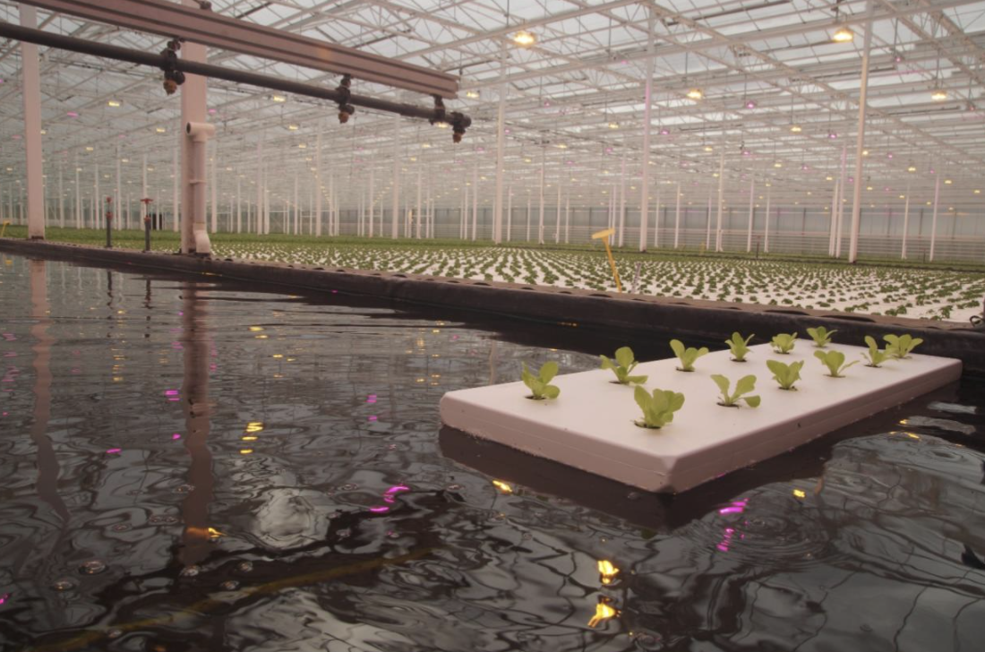 Floating HDPE raft helps deep water culture growers