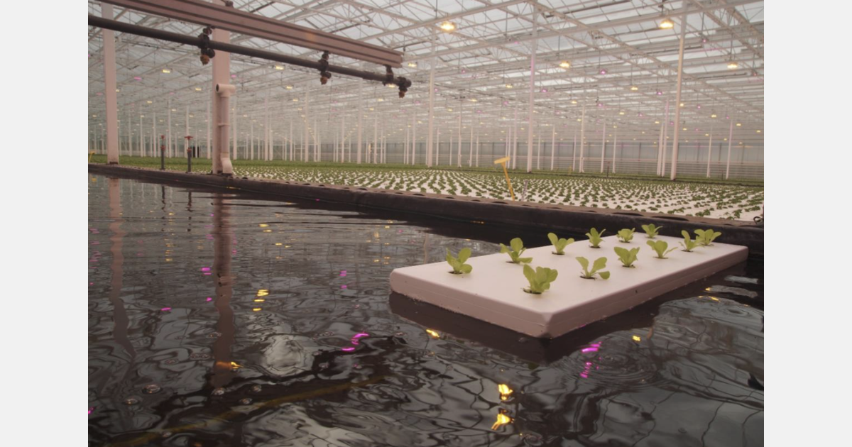 Floating HDPE raft helps deep water culture growers