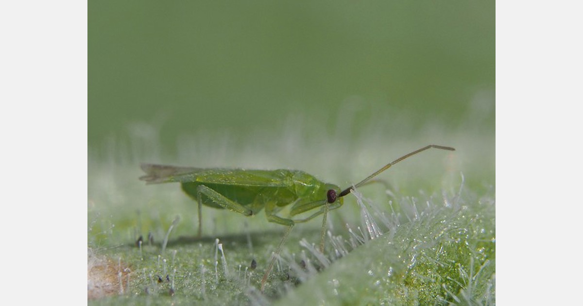 "Start Macrolophus-System early to reap the full rewards