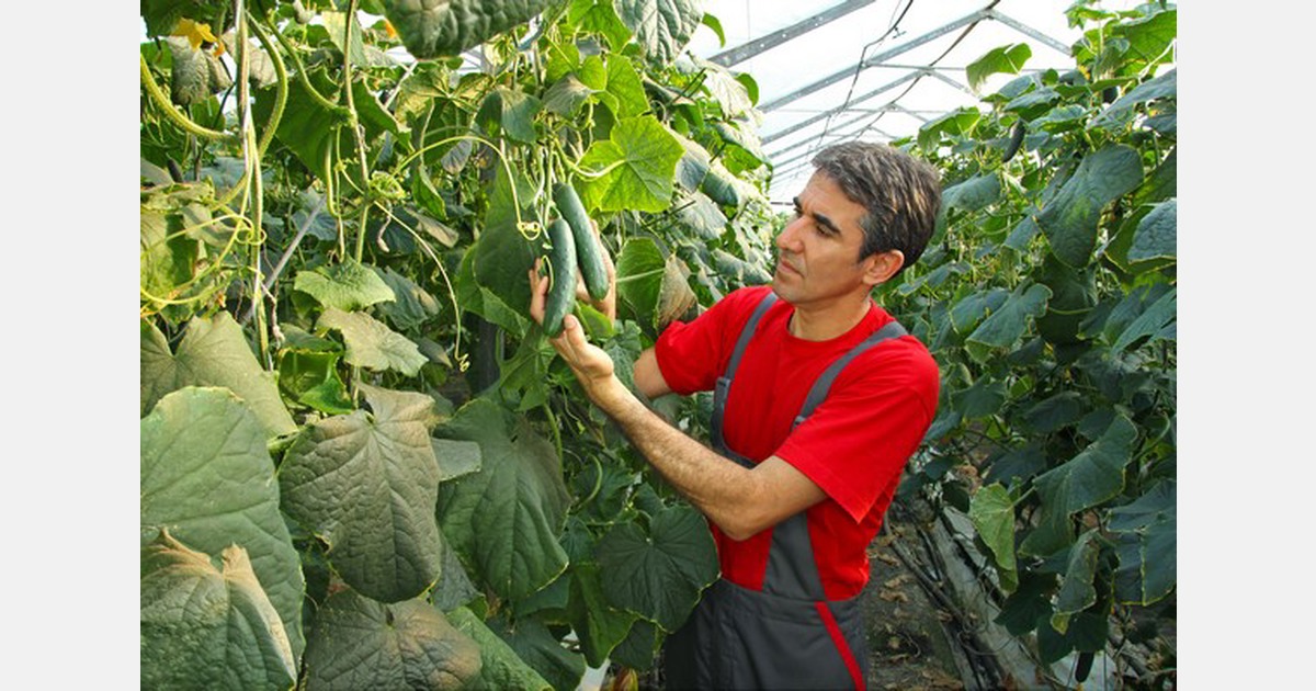 Potassium deficiency in greenhouse cucumbers