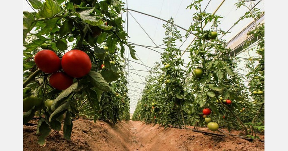 Farms of al-Abbas holy shrine, Iraq, present their autumn crops