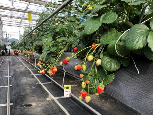 Can agri-tech improve the resilience of strawberry production?