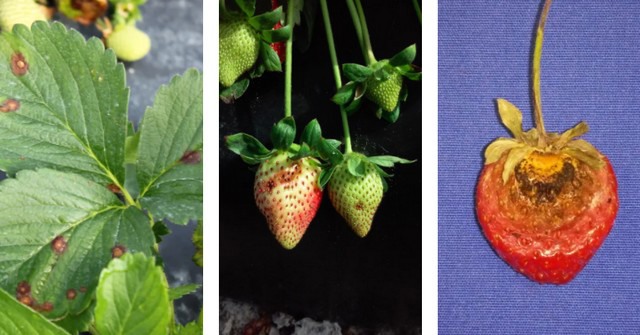 North Carolina nursery source of Ontario strawberry leaf spot and root ...