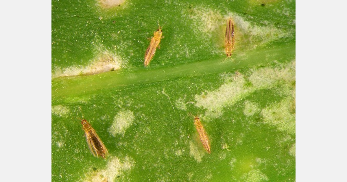 NZ: Experience of thrip control with predators