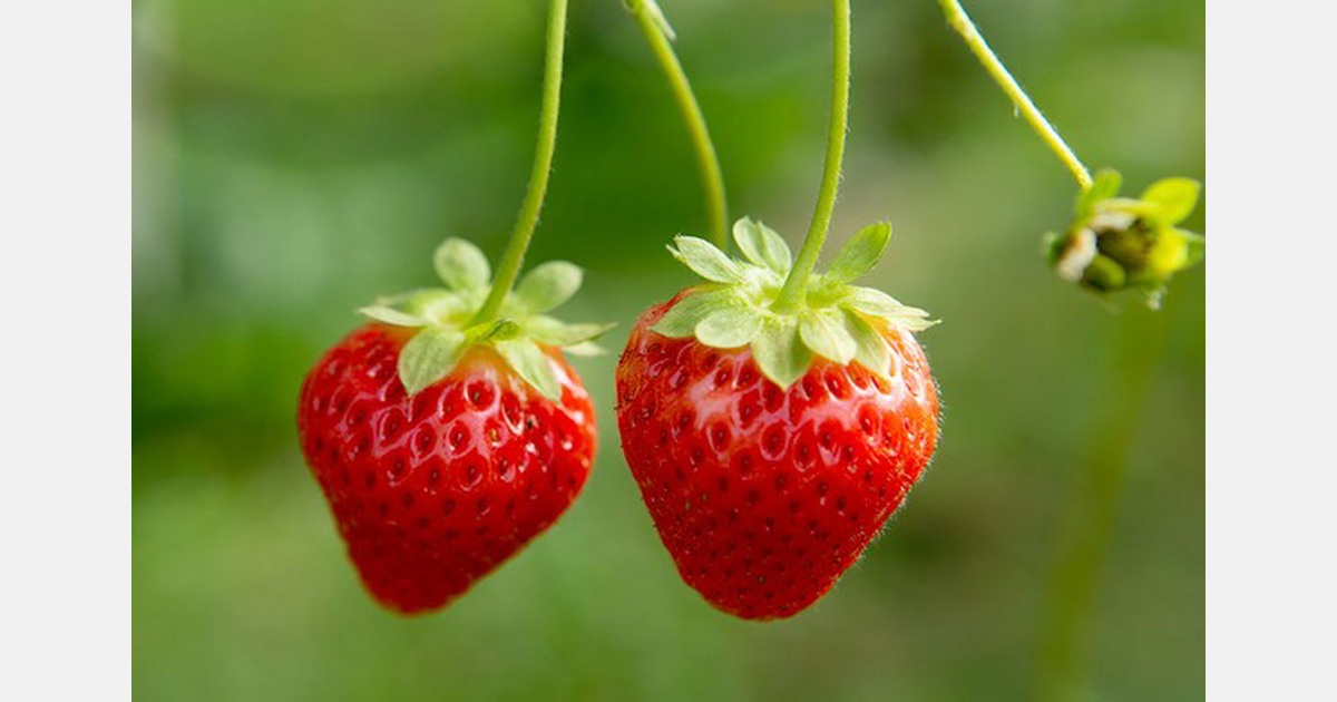 Helping strawberries coping with autumn stress