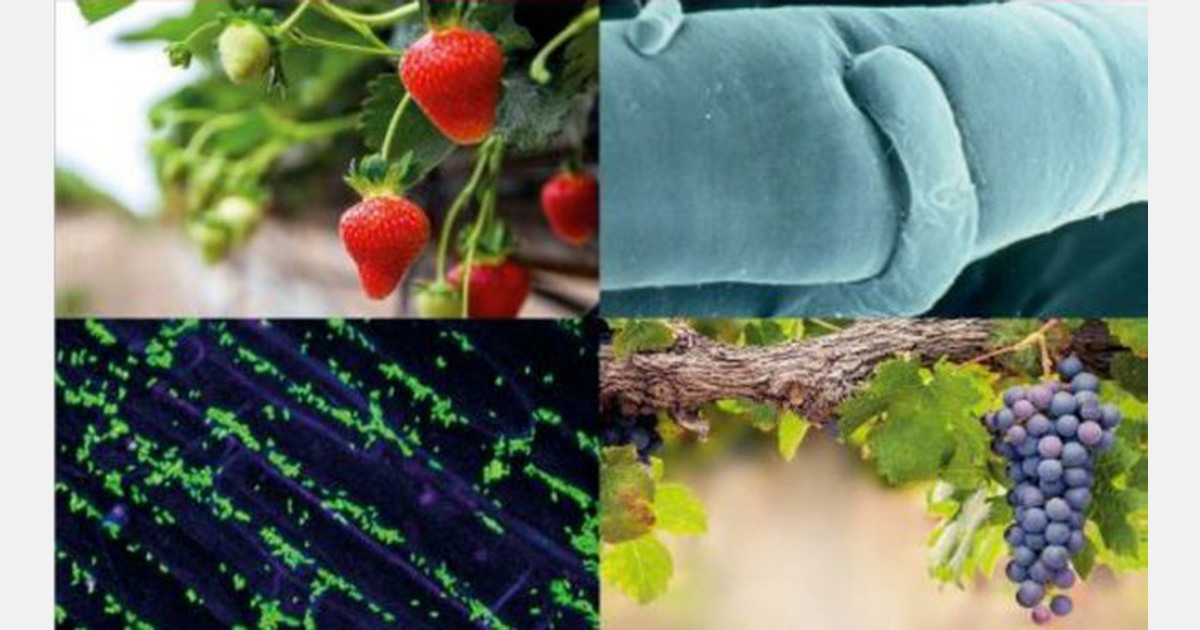 "Bacteria, fungi, and viruses essential for improving sustainability in ...