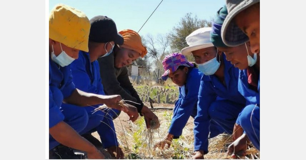 Namibia: Youth growing a greener future thanks to urban project