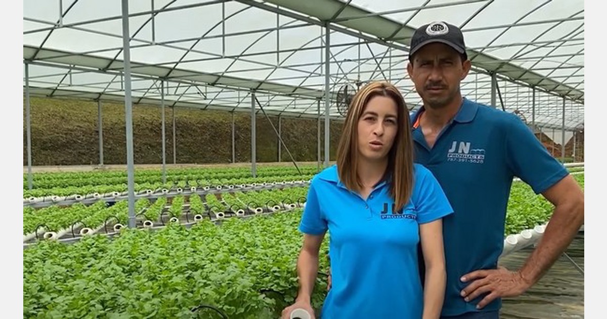 Growing hydroponic coriander in Puerto Rico