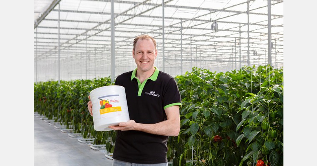 “All the pepper rows are in perfect line with this pepper twine”