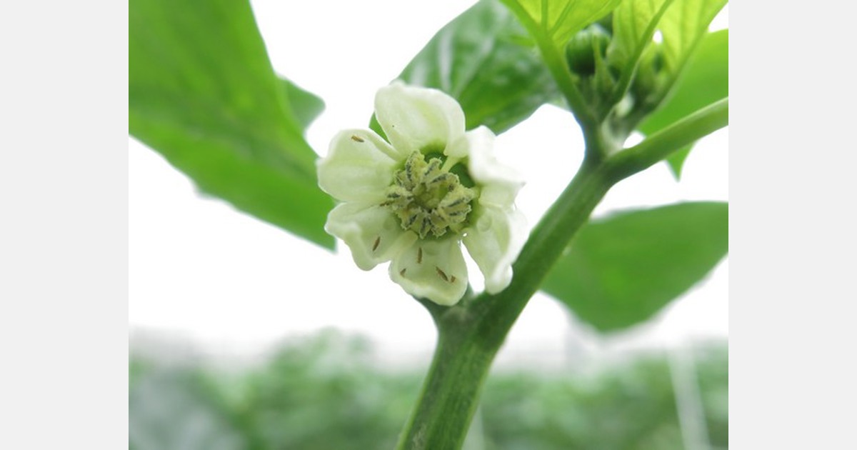 Improved strategy for thrips control in peppers