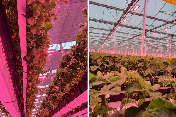 strawberry germination light