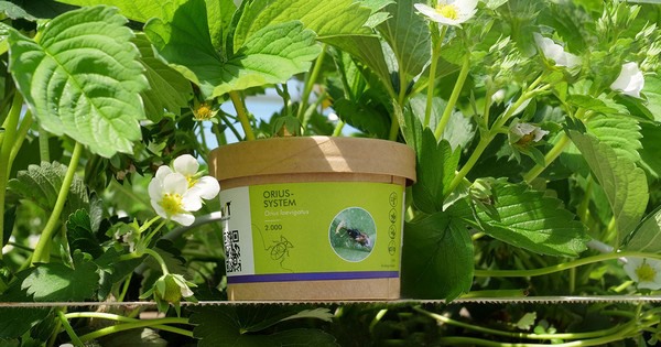 Spanish Orius-System performance improved with new biodegradable packaging