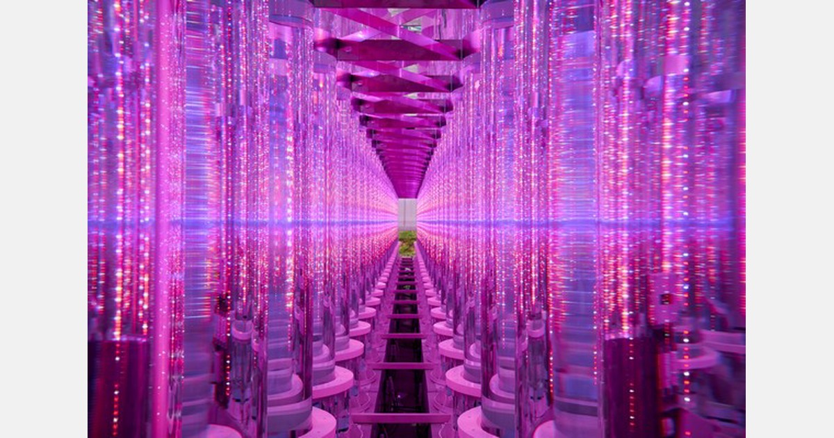 LED lights used for Algae cultivation