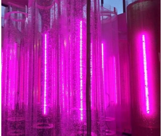 LED lights used for Algae cultivation
