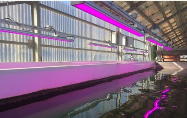 LED lights used for Algae cultivation