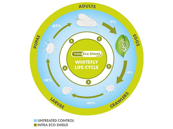 Whitefly prevention with liquid nutritional plant enhancer