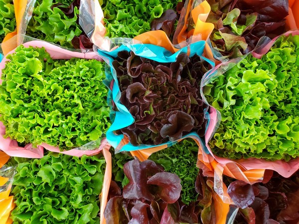 ‘The colorful lettuce trio is able to attract customers from across a ...