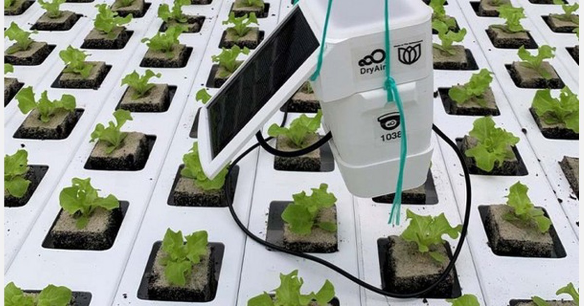 Can artificial intelligence grow a lettuce crop completely autonomously?