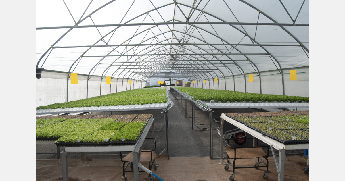 Hydroponic system available for medium and small scale farms in italy