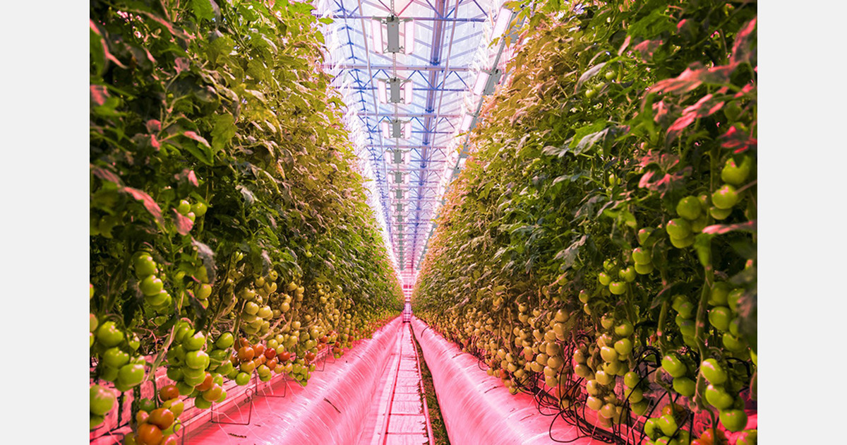 "Adjustable LED modules are a game changer for many growers"