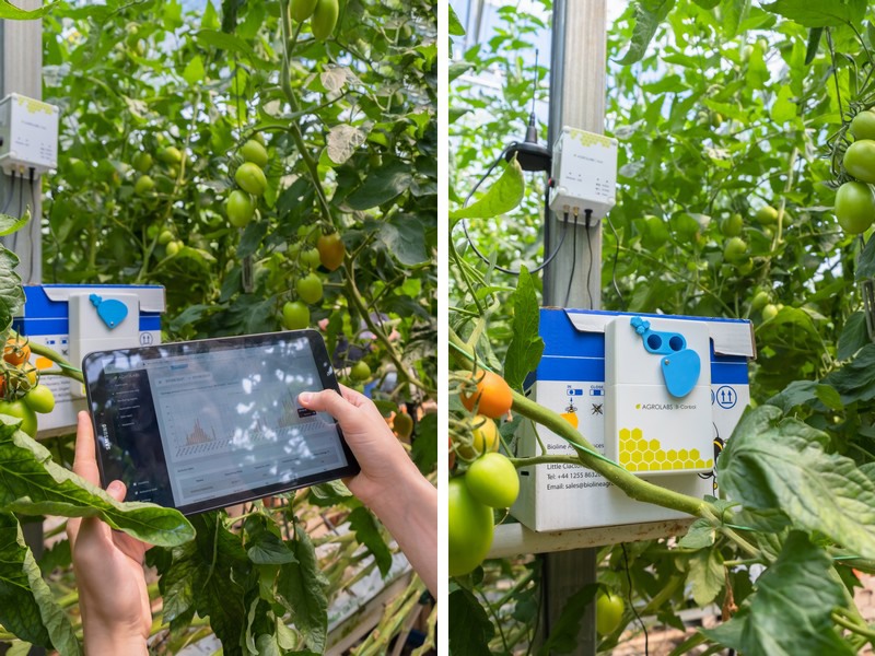 "Growers face huge challenges to achieve optimal pollination"