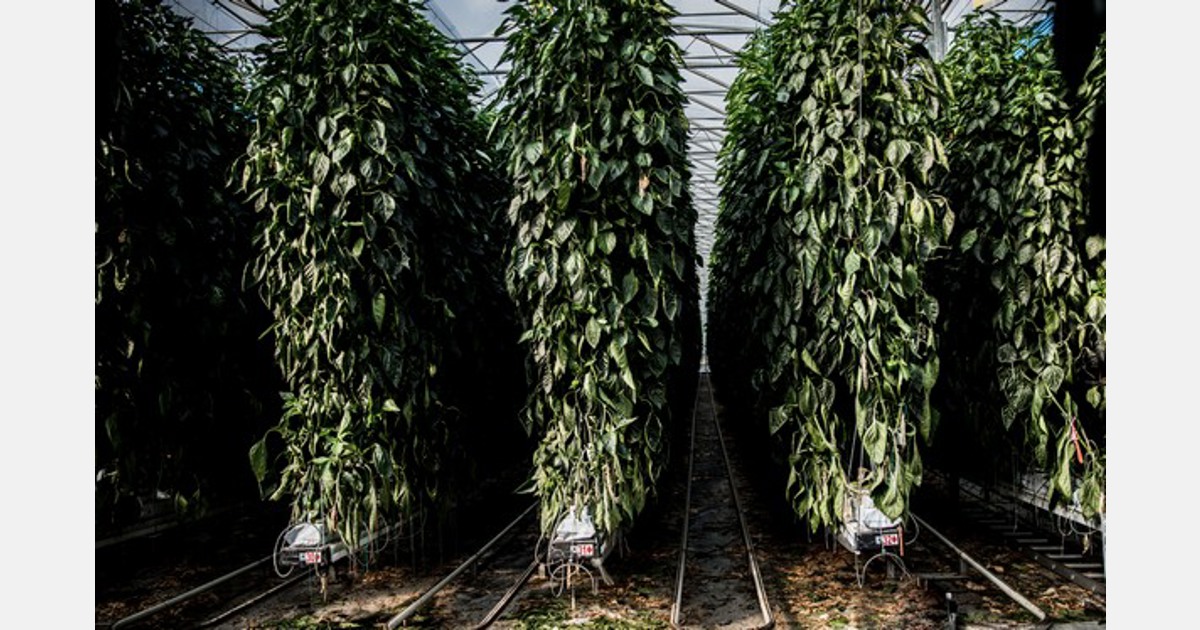 TriSon Farms signs with Sollum Technologies