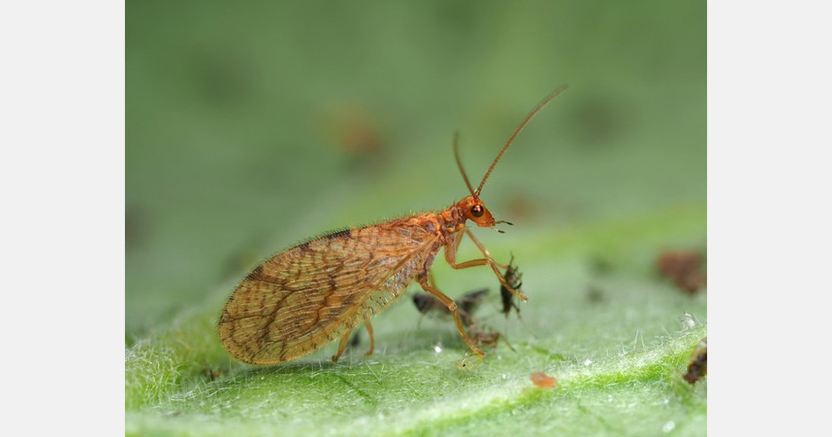 Adult and larvae work together for optimal aphid control