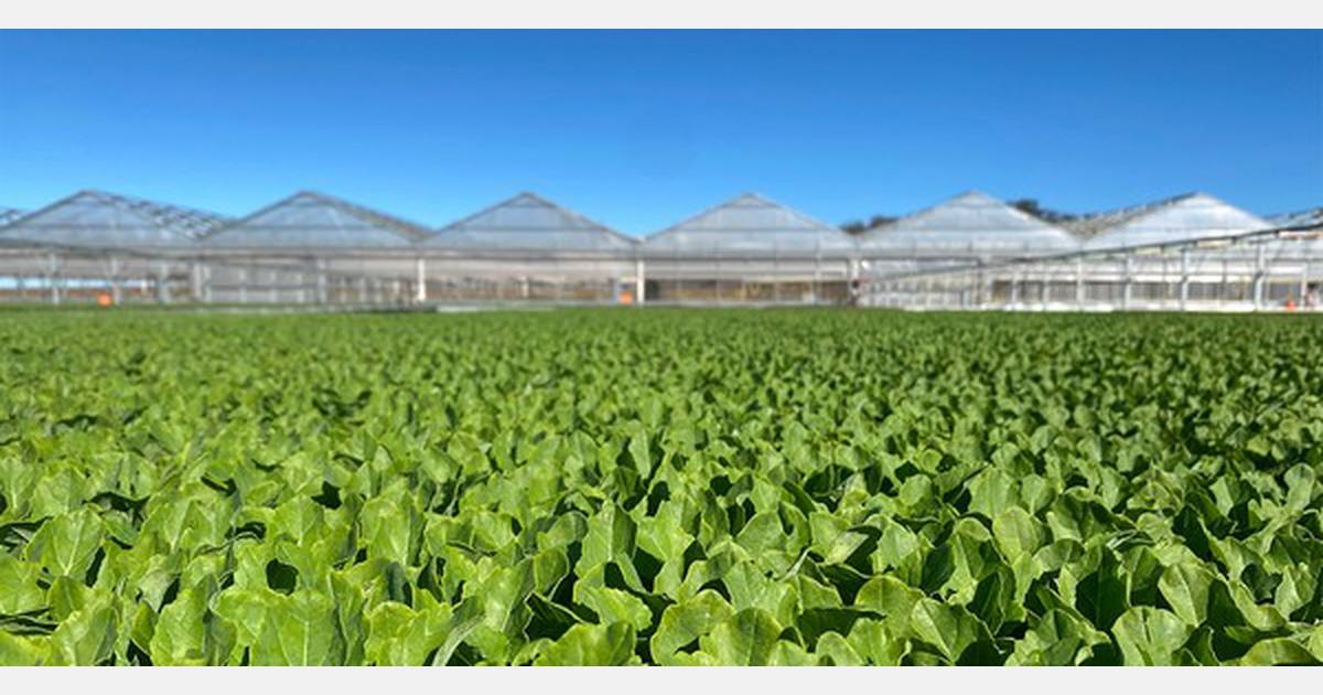 Boomaroo Nurseries renews partnership with Ausveg