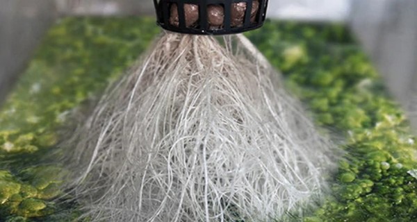 Questions to ask your indoor growing nutrient supplier: algae