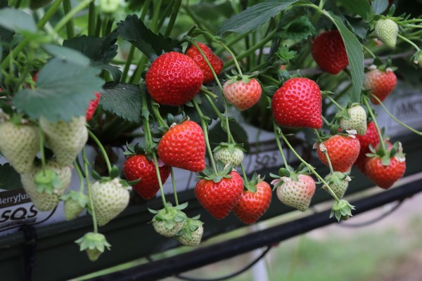 Malling Fruits reports big interest in everbearer strawberry