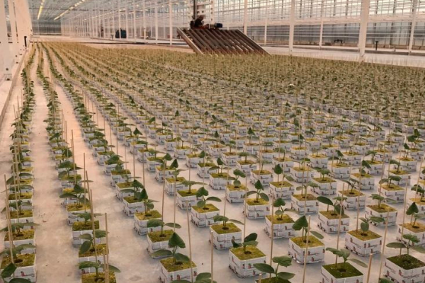 China: Automated rock wool seedling and planting technology