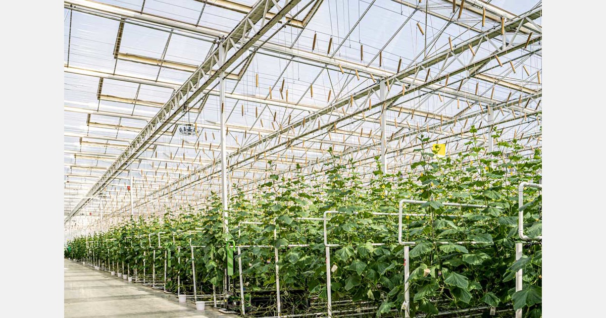 Getting ready for the first Leamington Greenhouse GrowerExpo